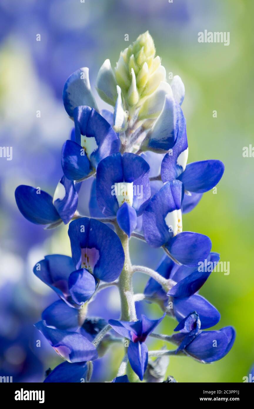 Bluebonnet tourism hi-res stock photography and images - Alamy