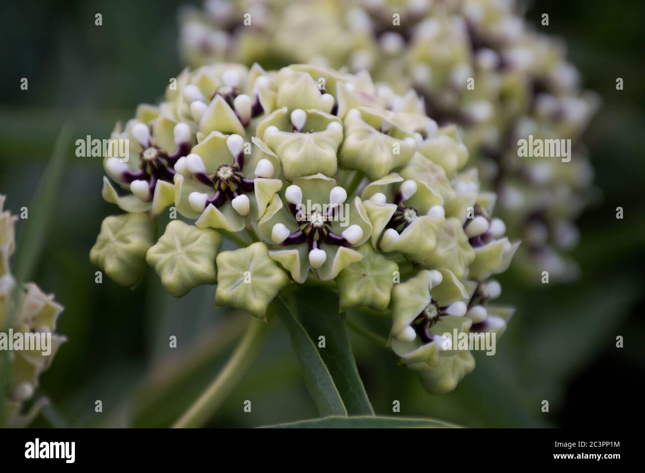 Antelope horn milkweed plant Stock Photo - Alamy