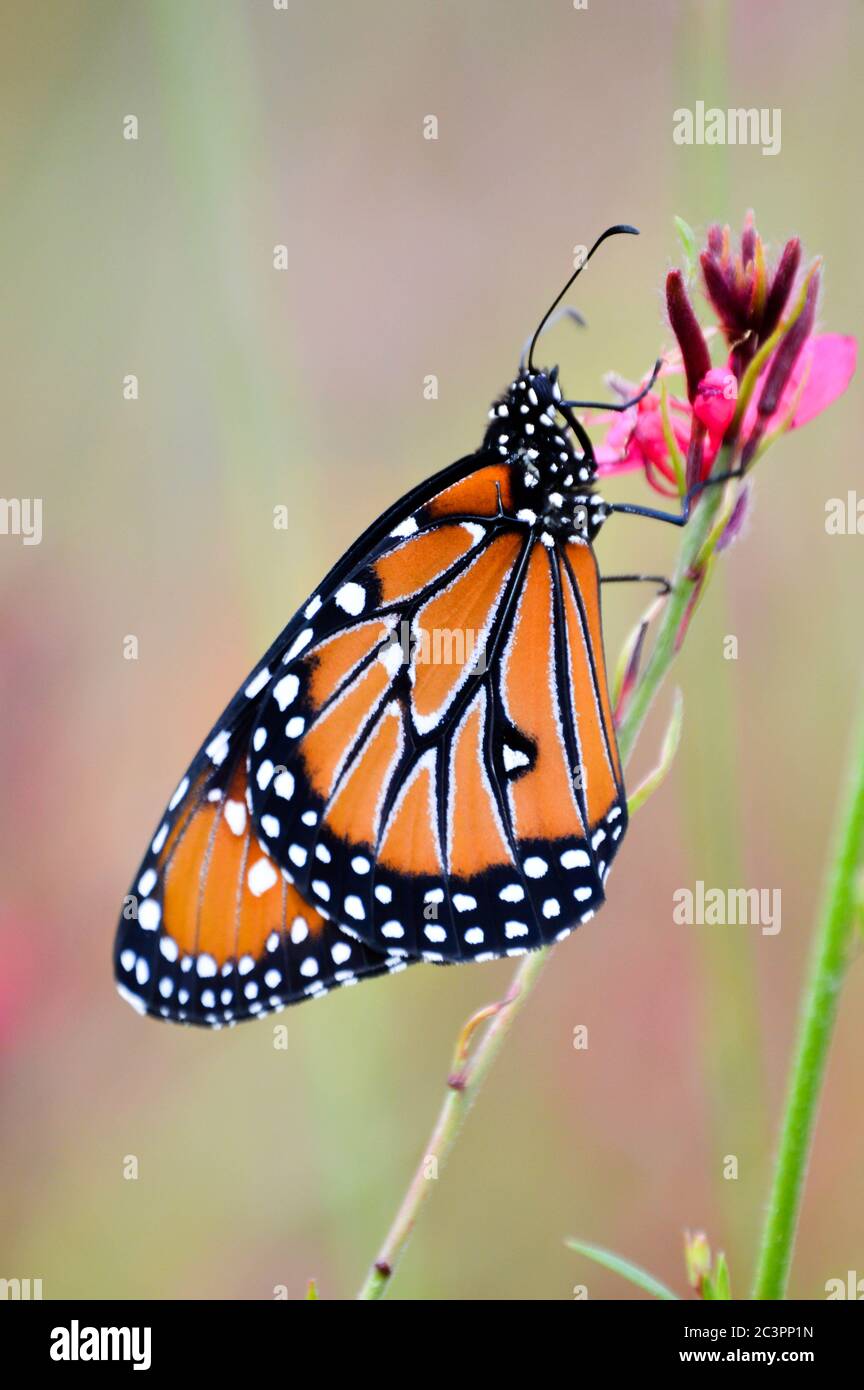 Queen butterfly on a flower Stock Photo - Alamy