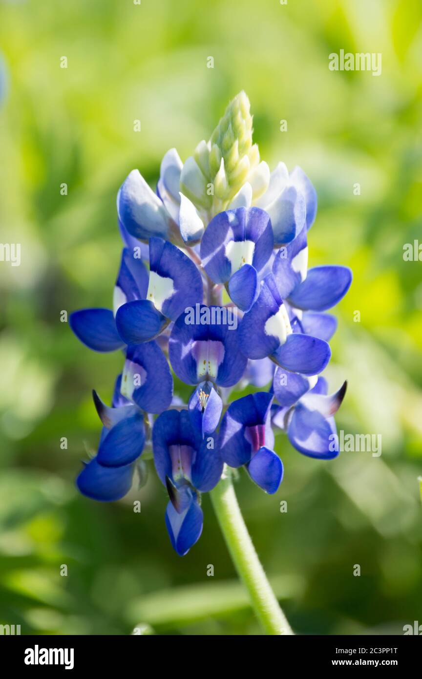 Regional bluebonnet hi-res stock photography and images - Alamy
