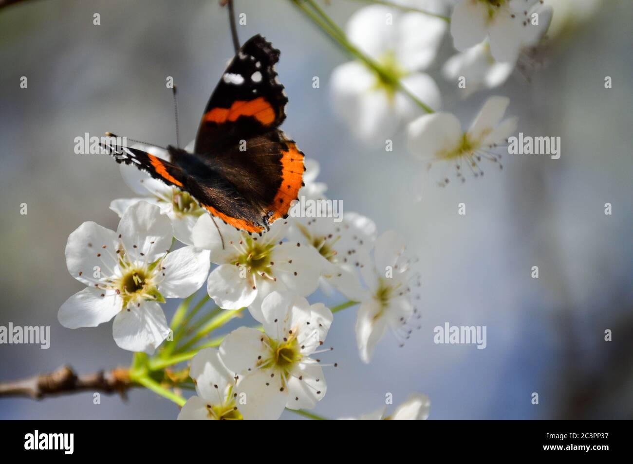 Red admiral white background hi-res stock photography and images - Alamy