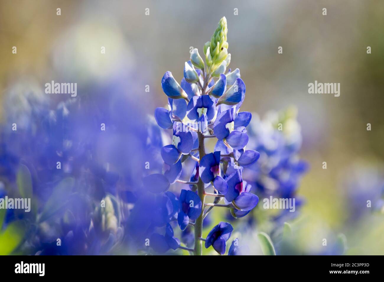 Bluebonnet field in the texas hill country Stock Photo - Alamy