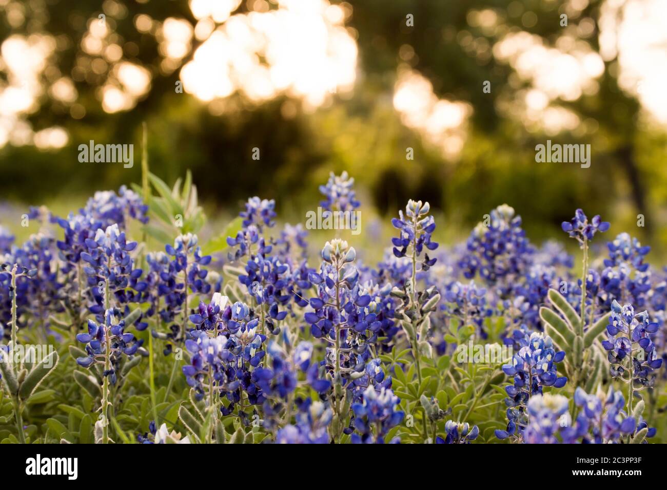 Bluebonnet field in the texas hill country Stock Photo - Alamy