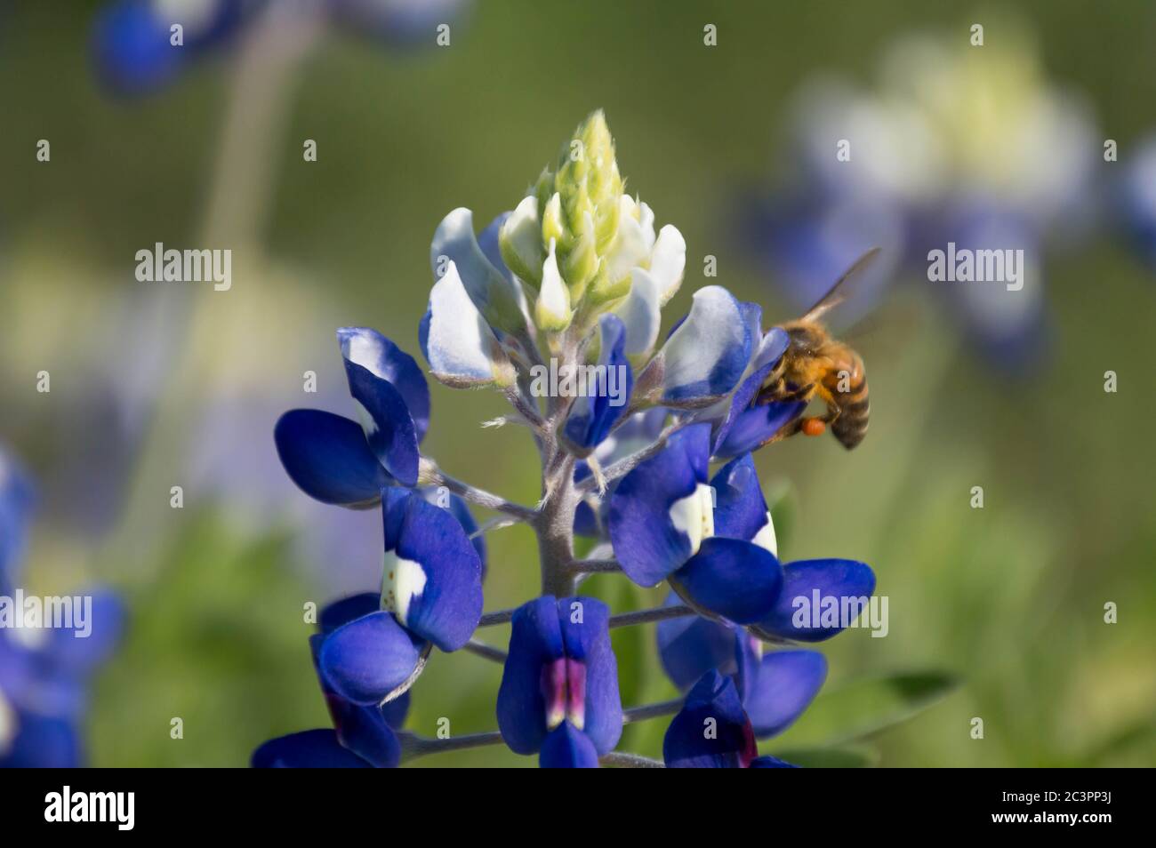 Texas honeybee on flower hi-res stock photography and images - Alamy