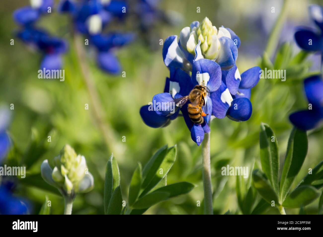 Texas honeybee on flower hi-res stock photography and images - Alamy