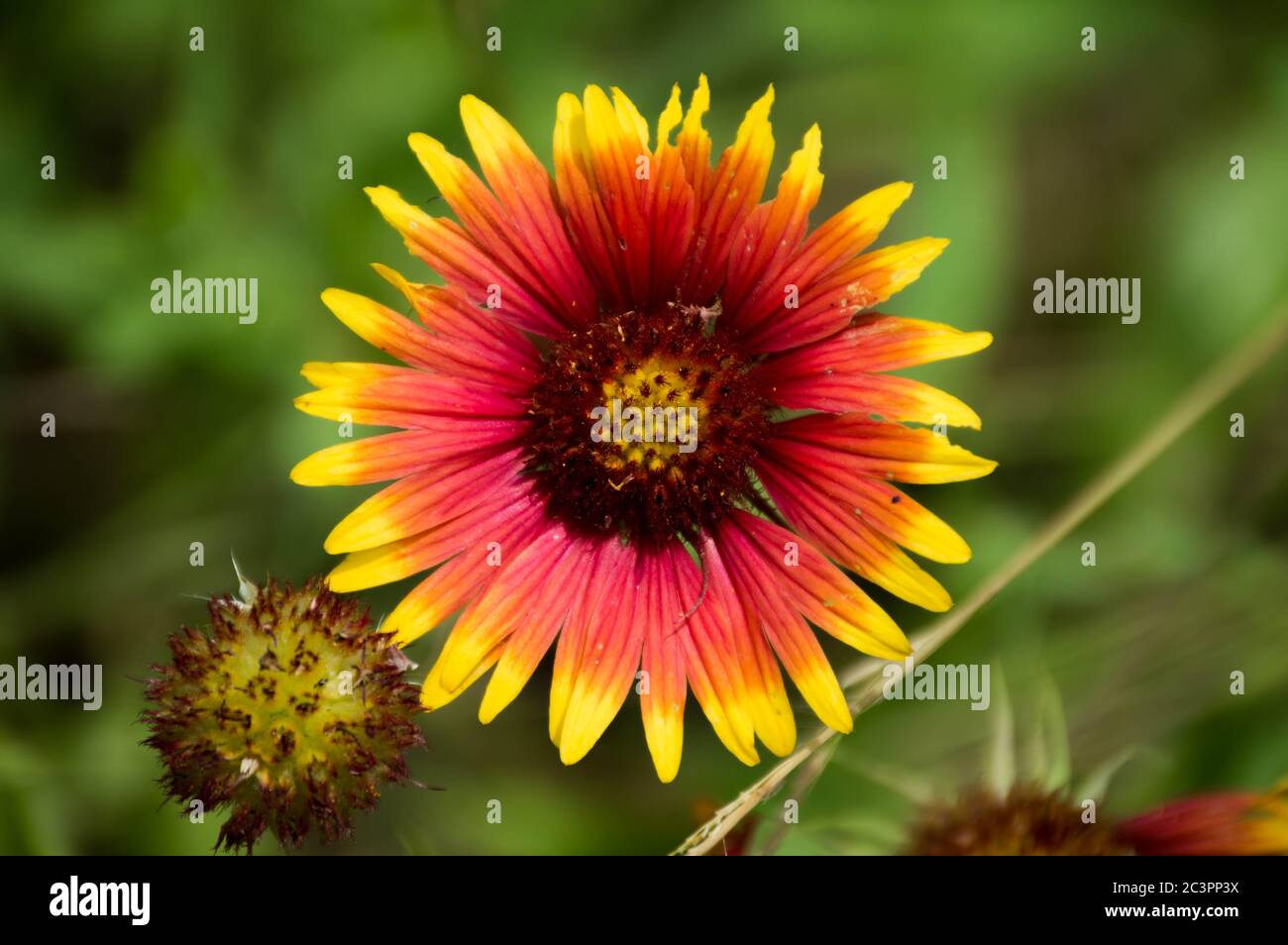 Fire wheel flower, (gaillardia pulchella) also known as Indian ...
