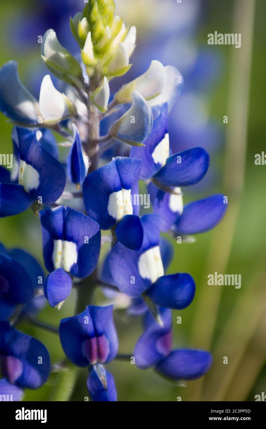 Bluebonnet macro hi-res stock photography and images - Alamy