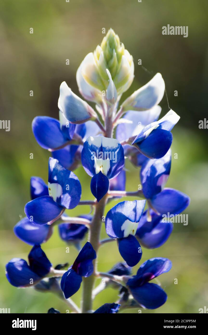 Bluebonnet tourism hi-res stock photography and images - Alamy