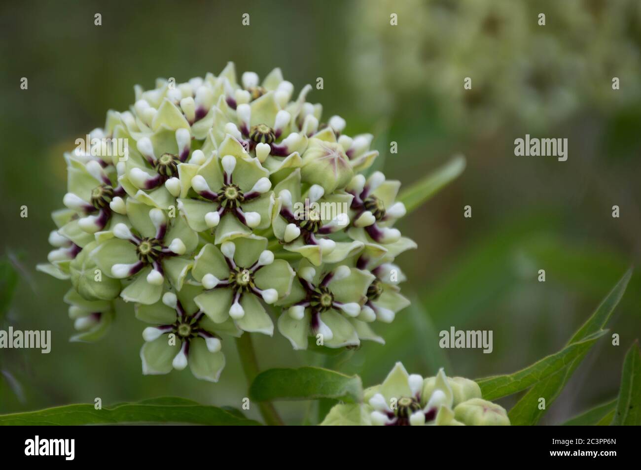Antelope horn milkweed plant Stock Photo - Alamy