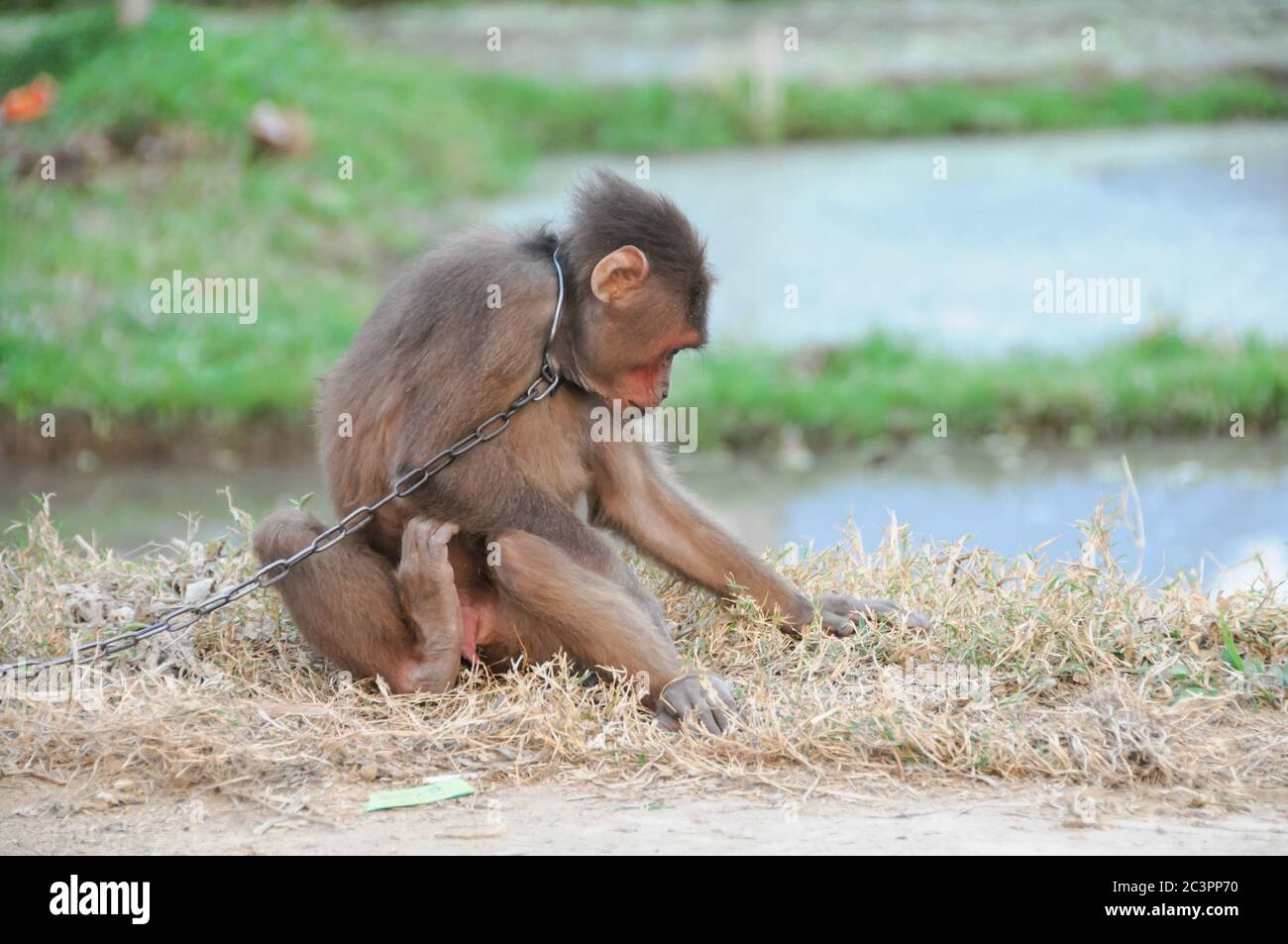 Gorilla chains hi-res stock photography and images - Alamy