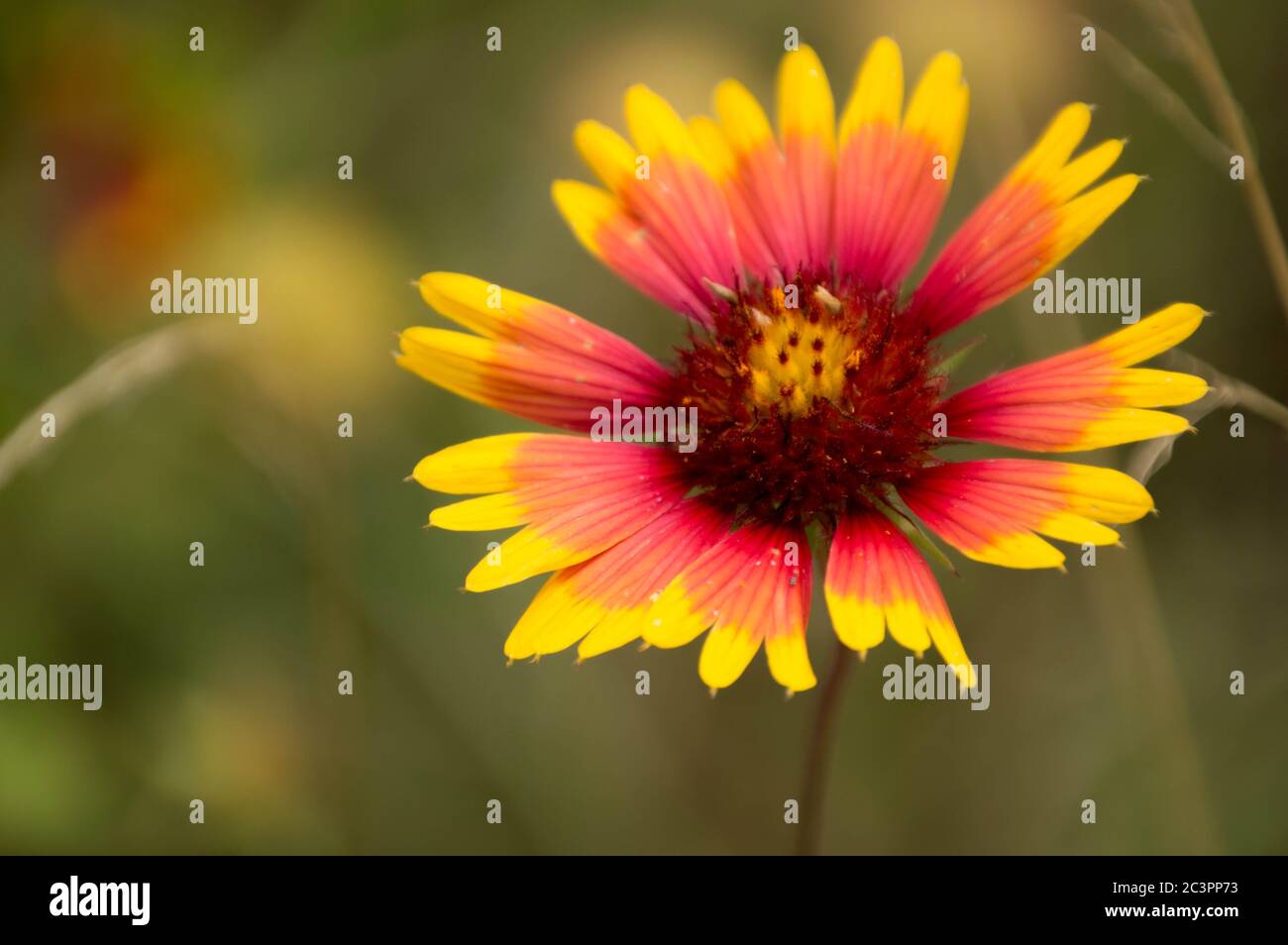 Fire blanket hi-res stock photography and images - Alamy