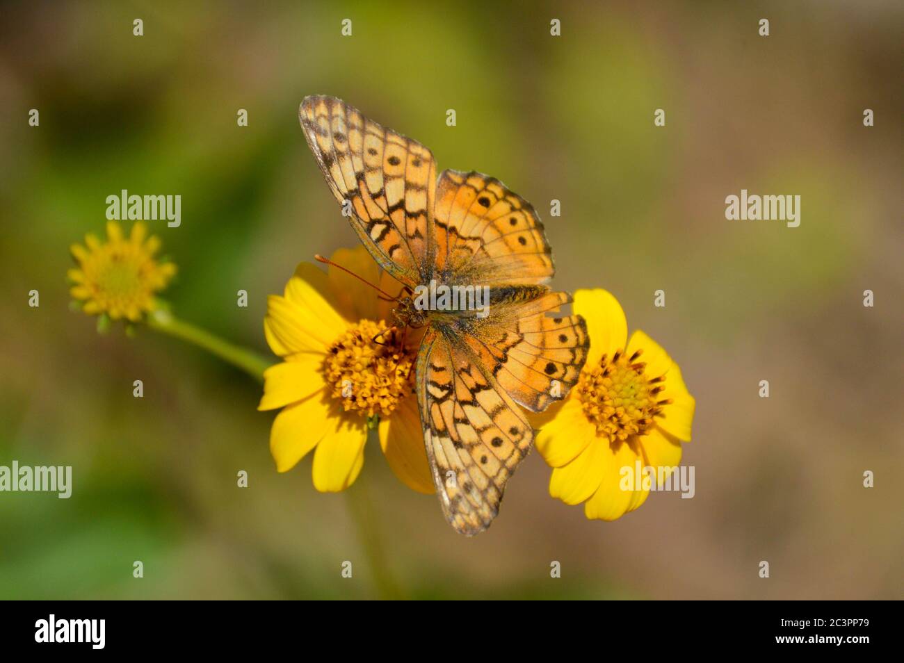 variegated fritillary butterfly (euptoieta claudia) on yellow flowers ...