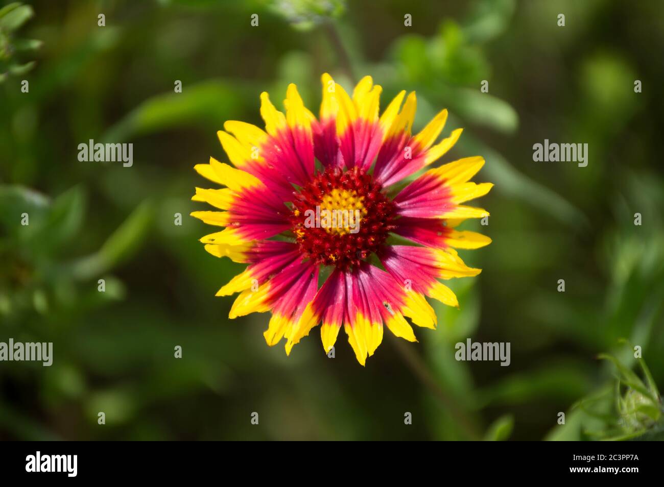 Fire wheel flower, (gaillardia pulchella) also known as Indian ...