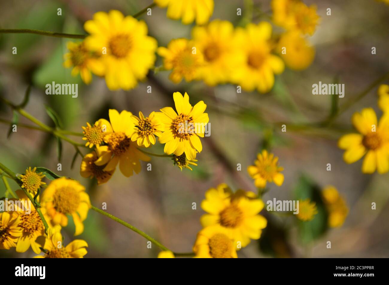 Bitterweed