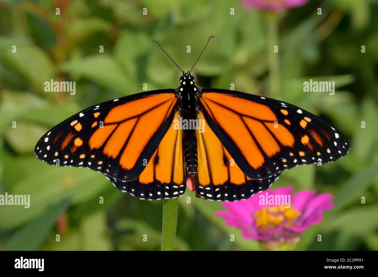 White with black spotted butterfly hi-res stock photography and images ...
