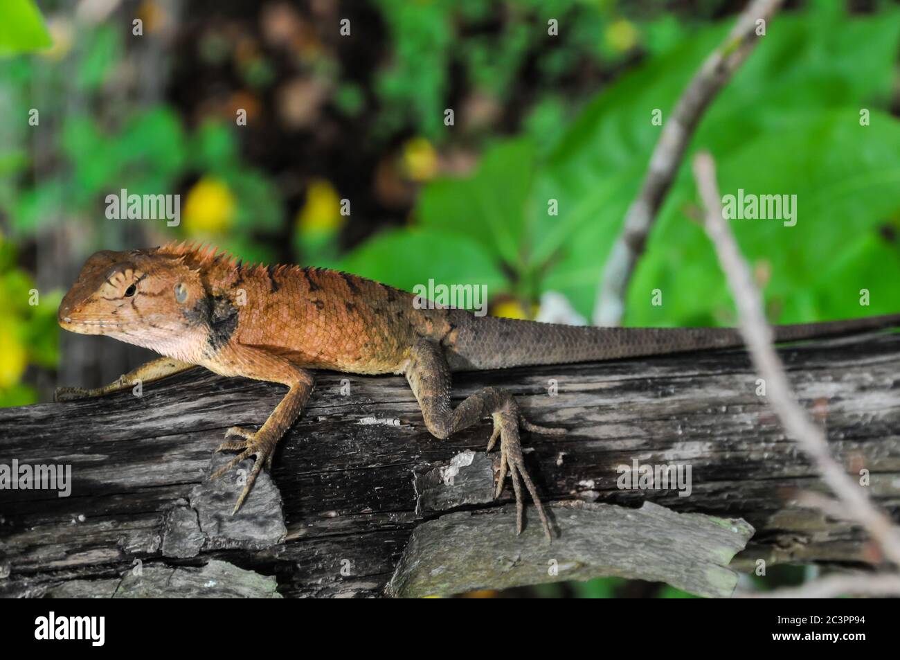 Big Typical Orange Lizard on the Wood in Vietnam Stock Photo - Alamy