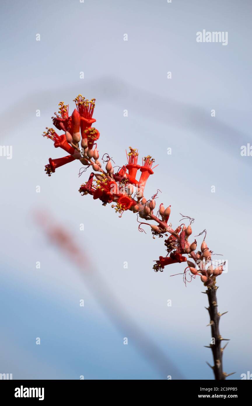 Red ocotillo flowers hi-res stock photography and images - Alamy