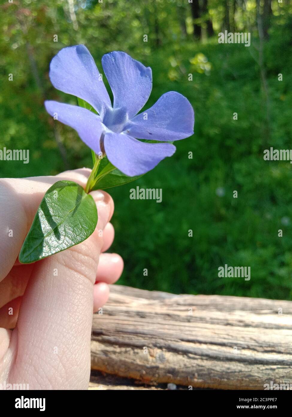 Vertical shot of a person holding a purple periwinkle flower over a ...