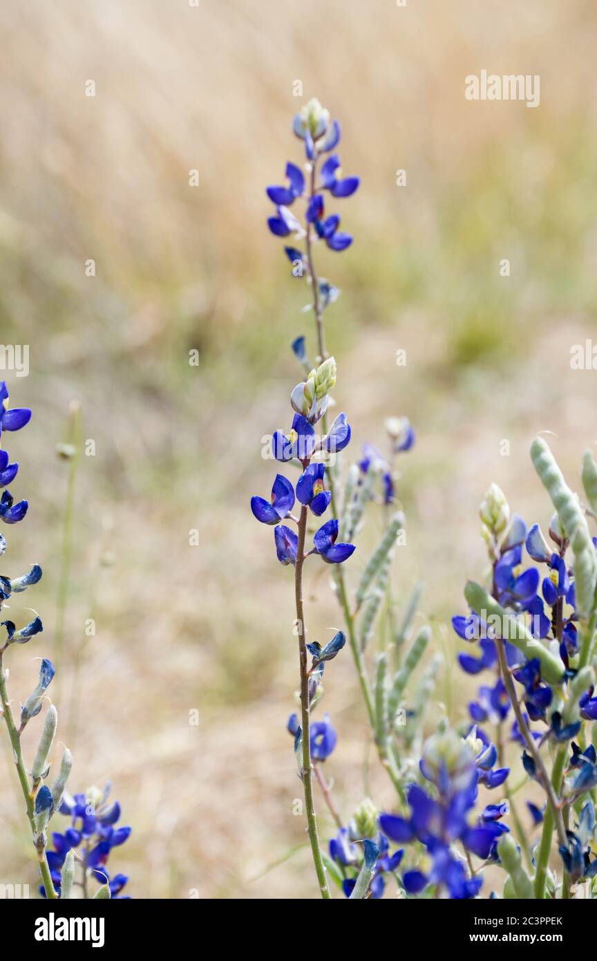 Spring usa blue bonnets hi-res stock photography and images - Alamy