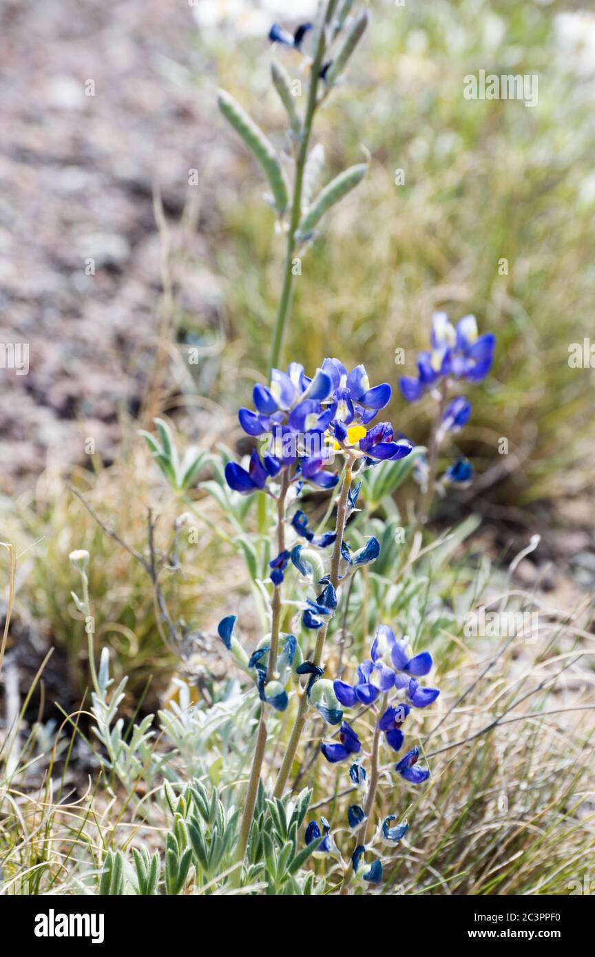 Bluebonnets High Resolution Stock Photography and Images - Alamy