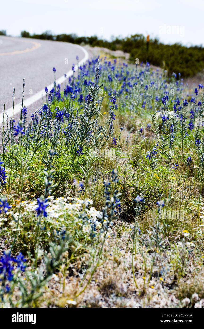big bend bluebonnets Stock Photo - Alamy
