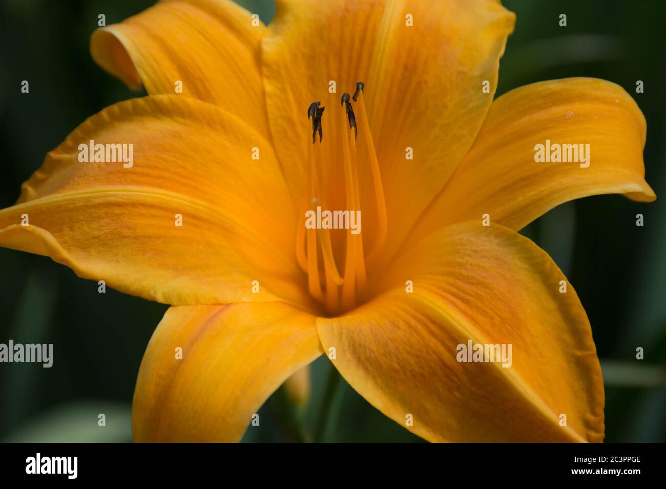 bright yellow lily Stock Photo - Alamy