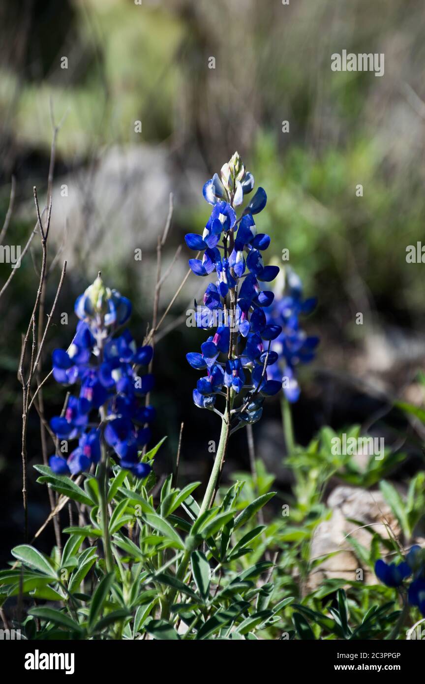 Texas wildflower photograph hi-res stock photography and images - Alamy