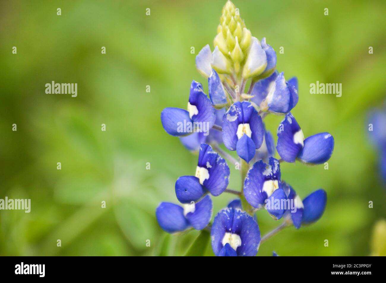 close up of a beautiful bluebonnet, the state flower of Texas Stock ...