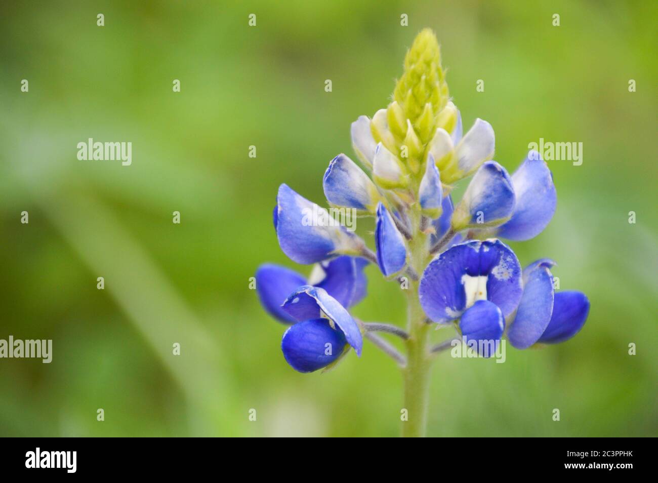 close up of a beautiful bluebonnet, the state flower of Texas Stock ...