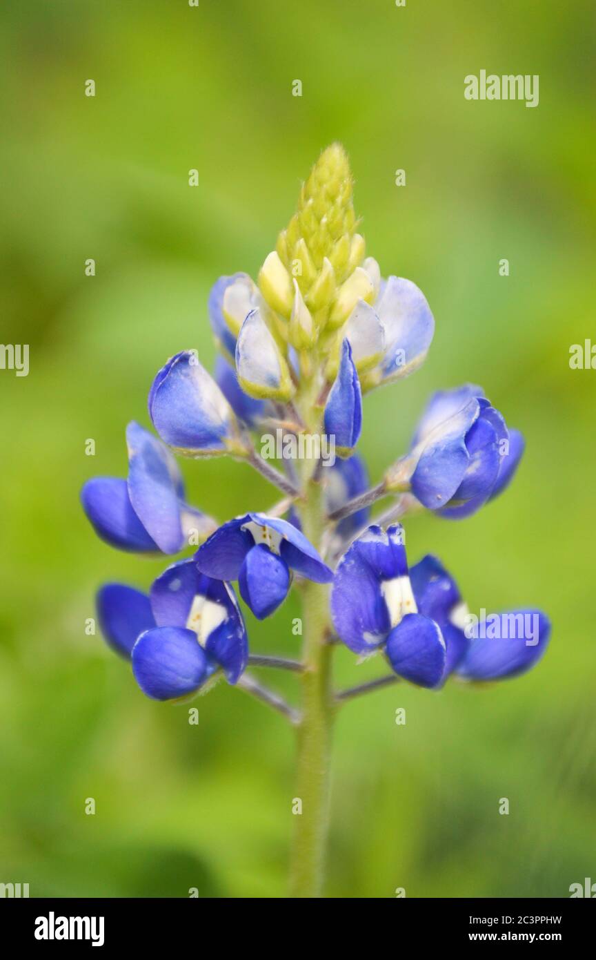 close up of a beautiful bluebonnet, the state flower of Texas Stock ...