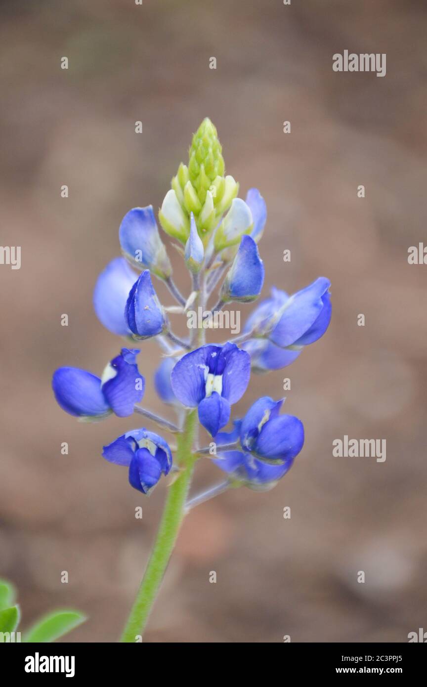 close up of a beautiful bluebonnet, the state flower of Texas Stock ...