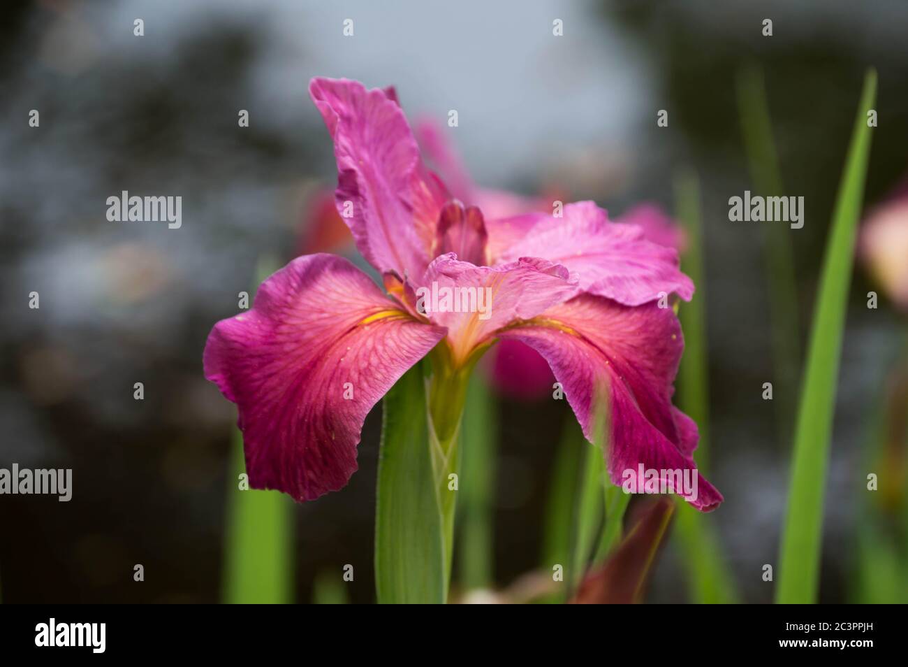 Iris in nature hi-res stock photography and images - Alamy