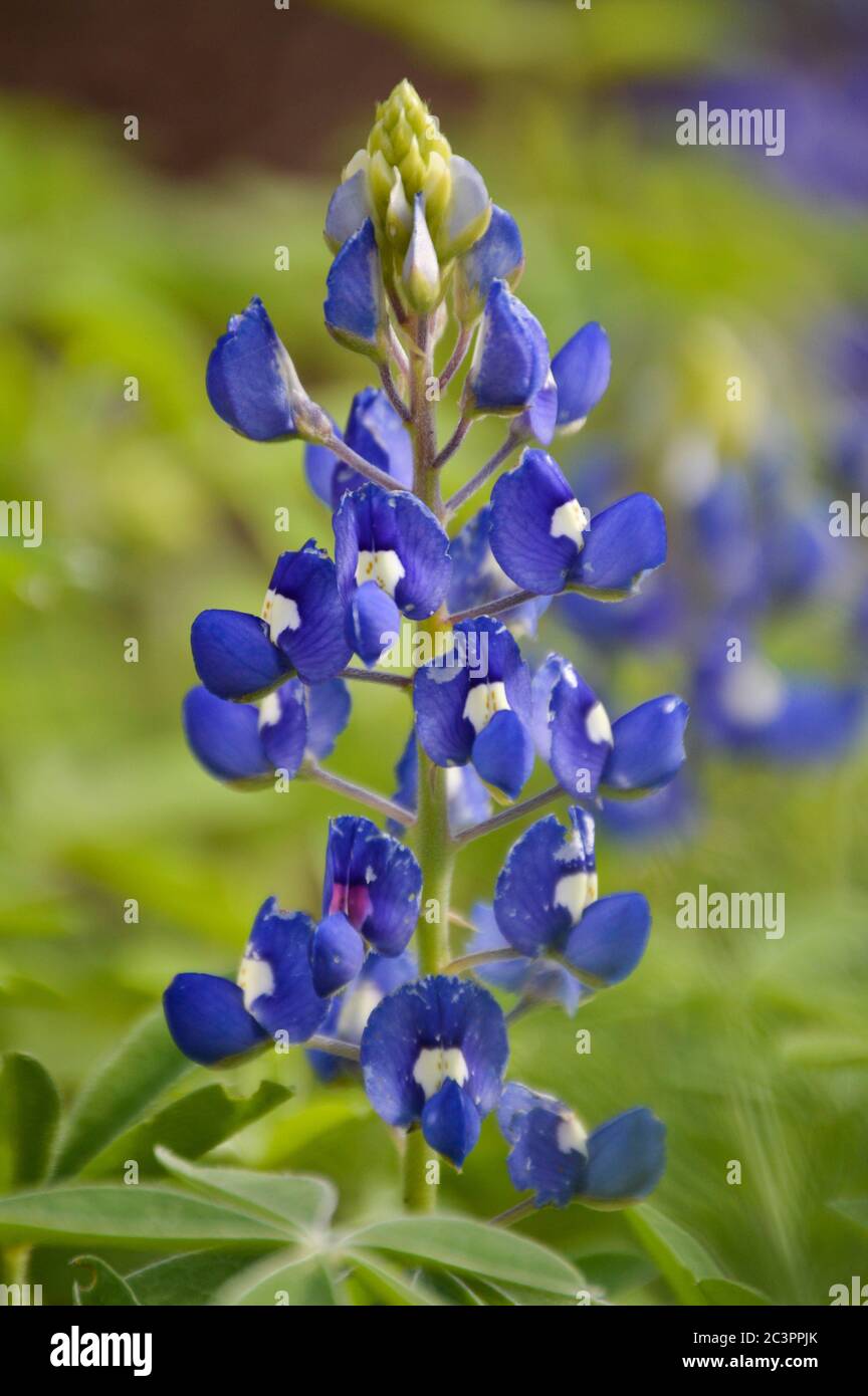 Texas wildflower photograph hi-res stock photography and images - Alamy