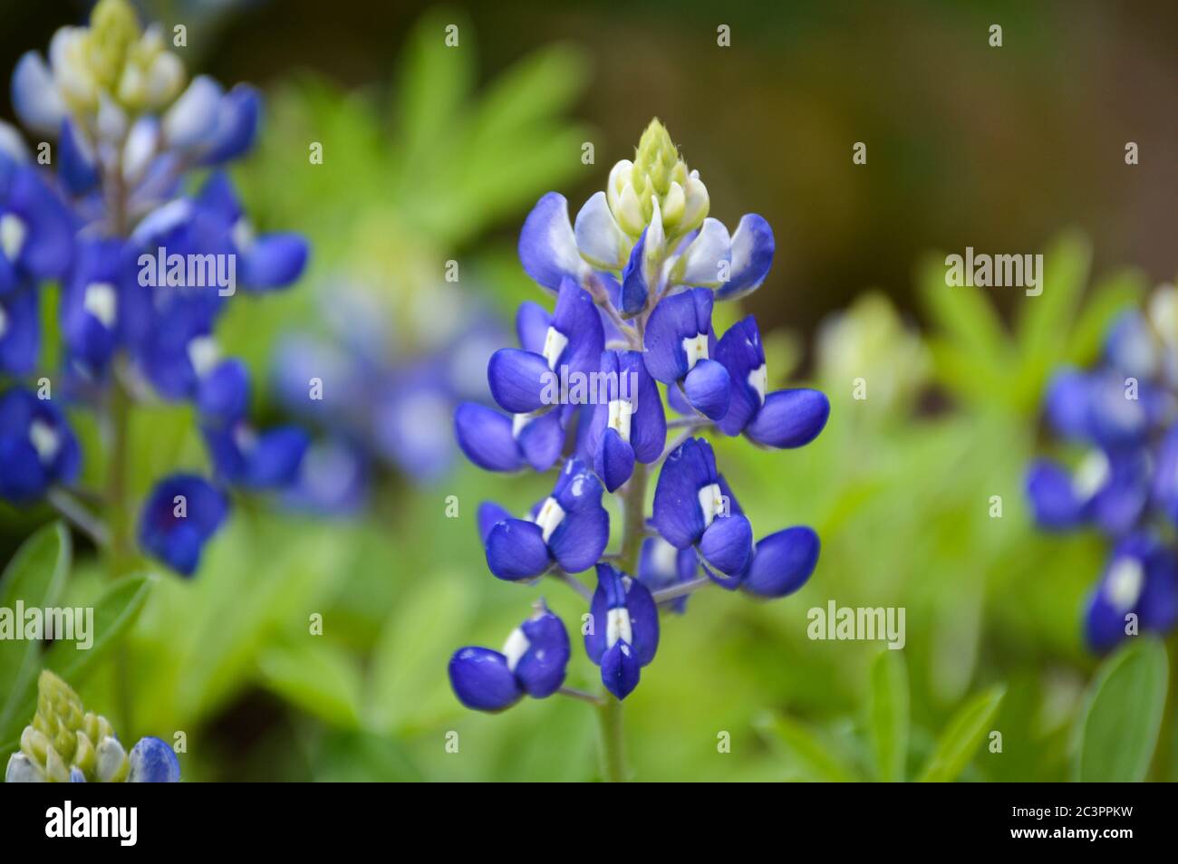 Blue bonnet bokeh hi-res stock photography and images - Alamy