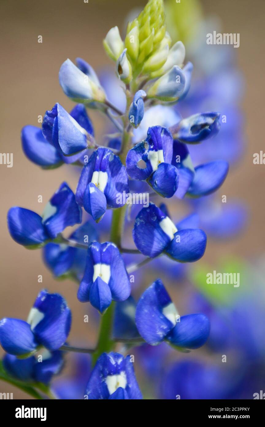 close up of texas bluebonnets Stock Photo - Alamy