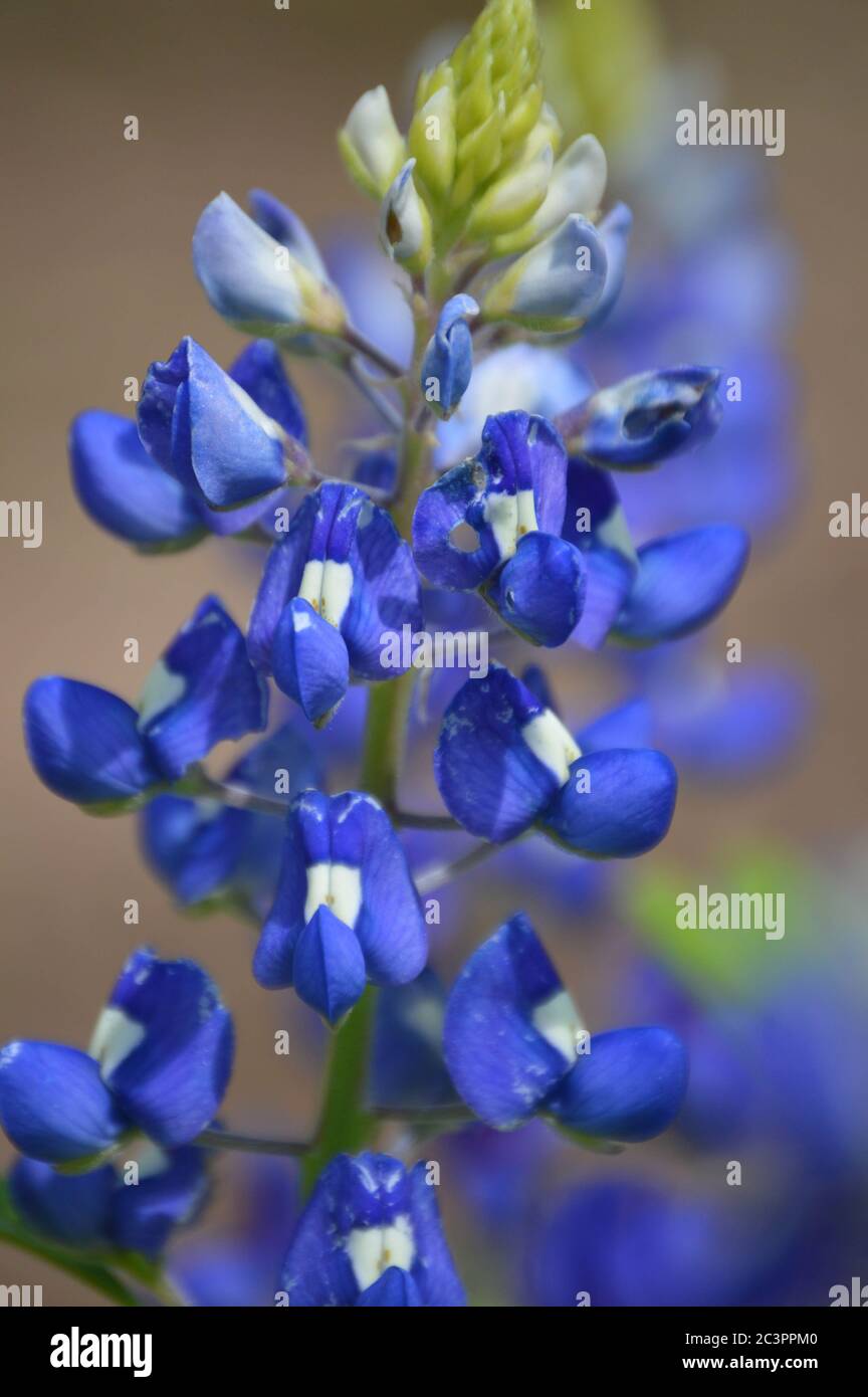 Texas wildflower photograph hi-res stock photography and images - Alamy