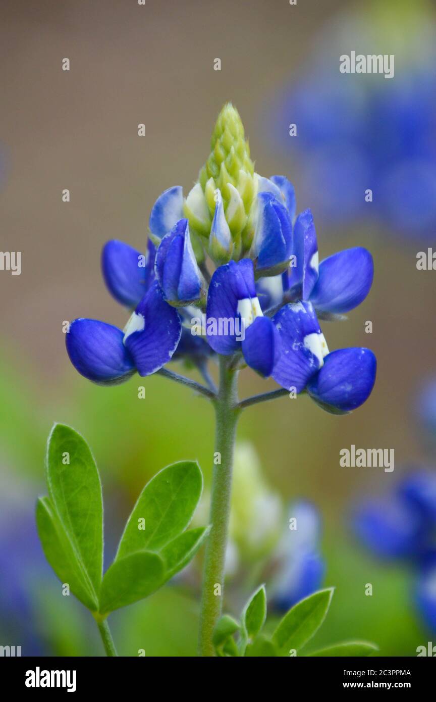 Bluebonnets up close hi-res stock photography and images - Alamy