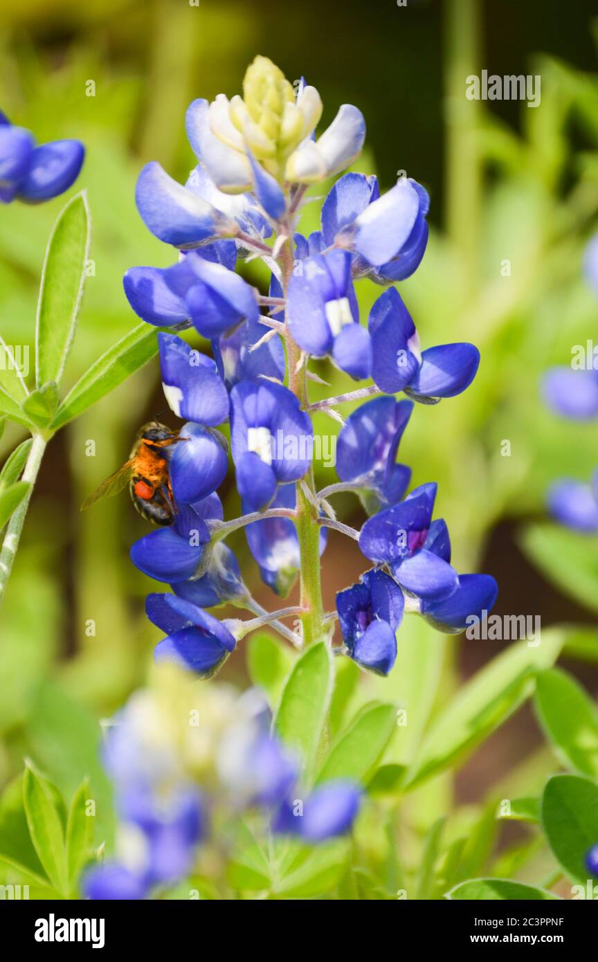Texas wildflower photograph hi-res stock photography and images - Alamy
