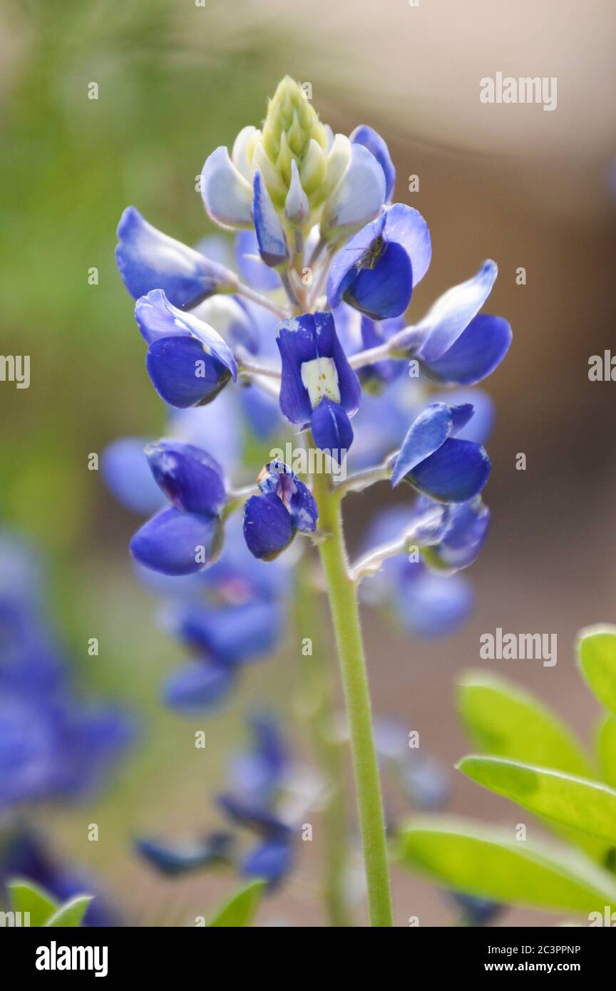 Bluebonnet close up hi-res stock photography and images - Alamy