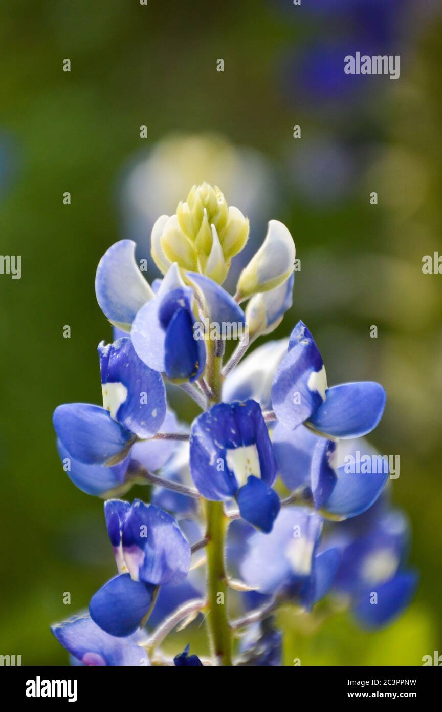 State flower of texas hi-res stock photography and images - Alamy