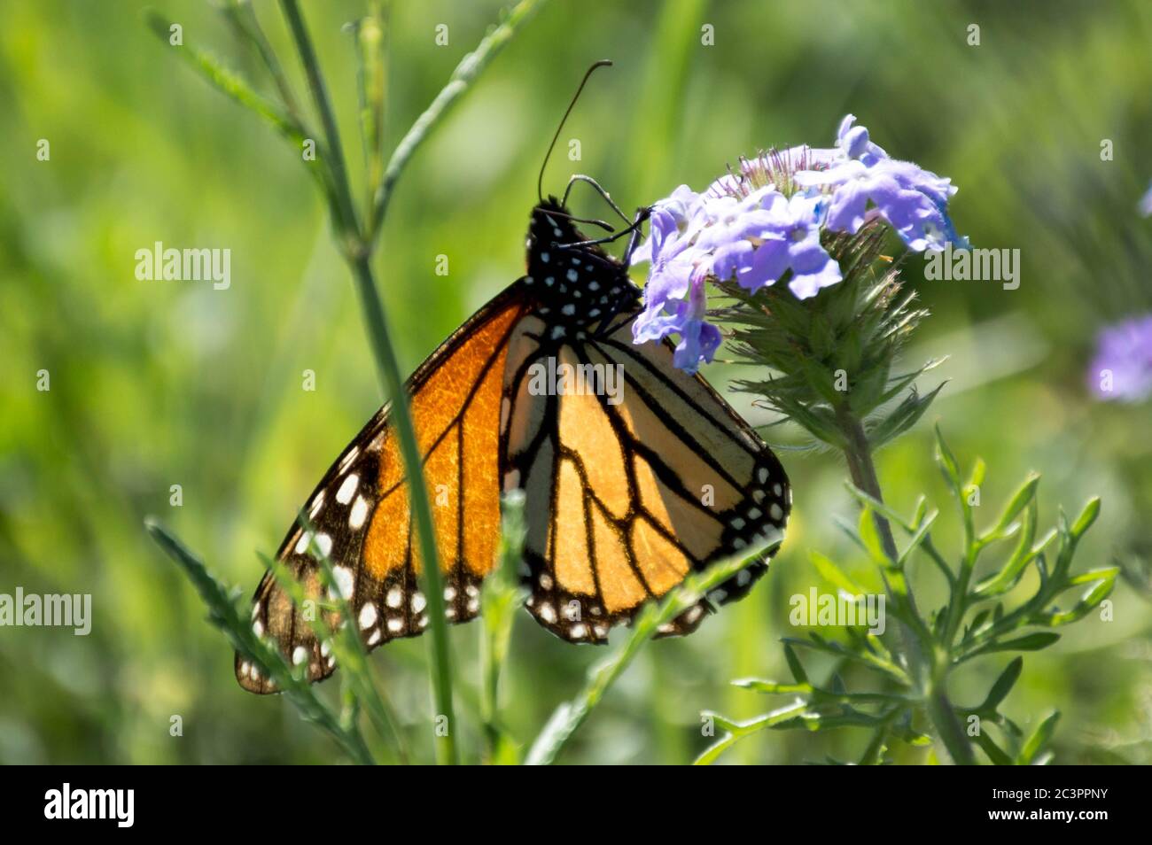 Prairie pollinator hi-res stock photography and images - Alamy