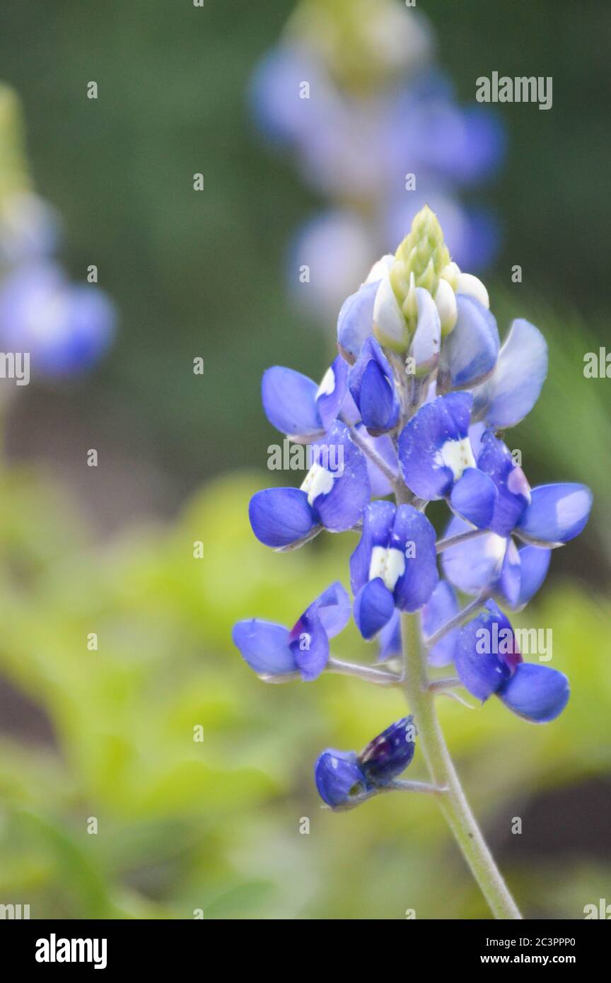 Bluebonnet close up hi-res stock photography and images - Alamy