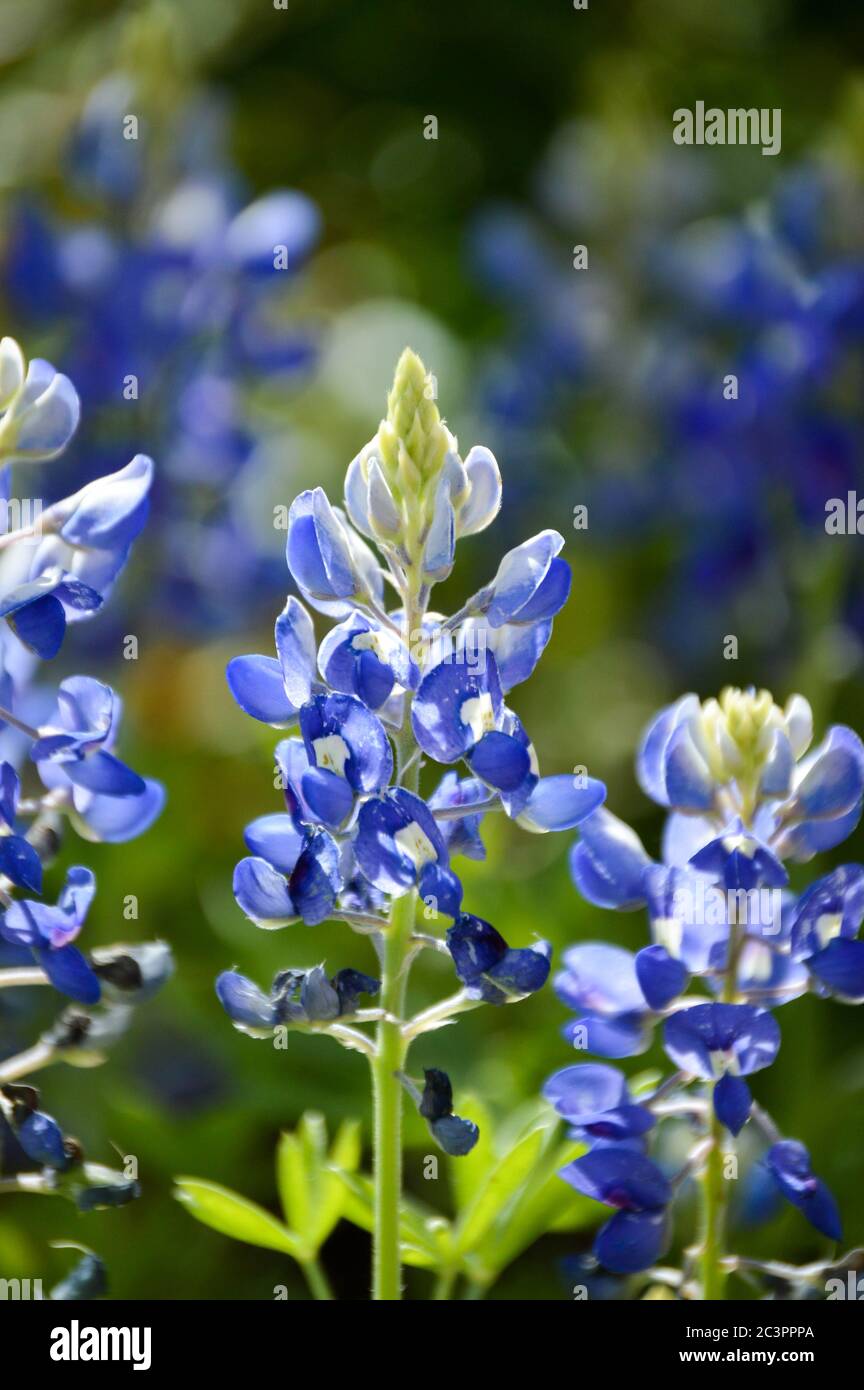 Bluebonnets close up hi-res stock photography and images - Alamy