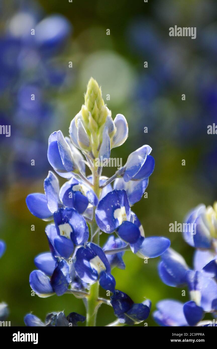 Texas wildflower photograph hi-res stock photography and images - Alamy