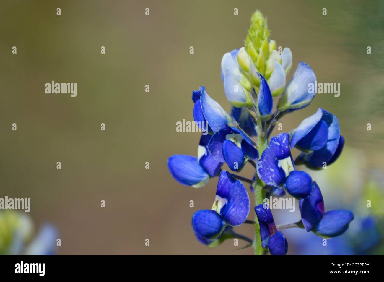 close up of a beautiful bluebonnet, the state flower of Texas Stock ...