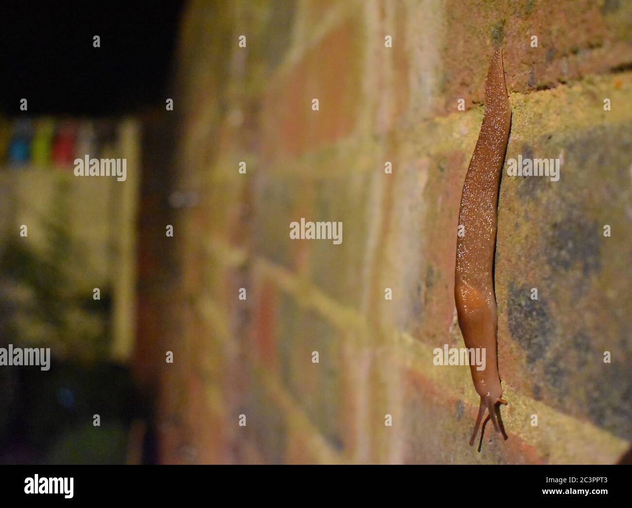 Land slug is a small animal with a soft smooth slimy body without a ...