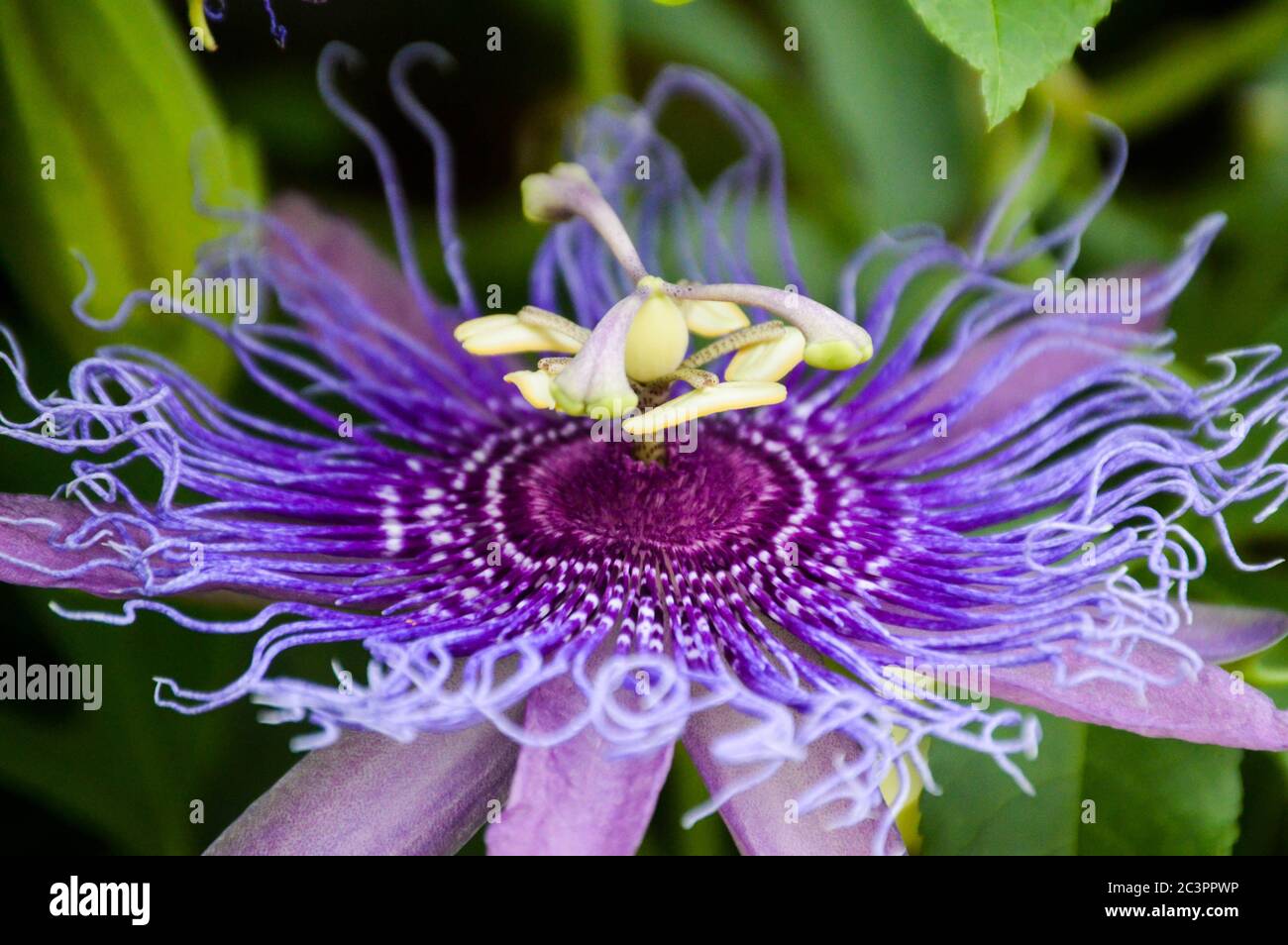 purple passionflower (maypop Stock Photo - Alamy