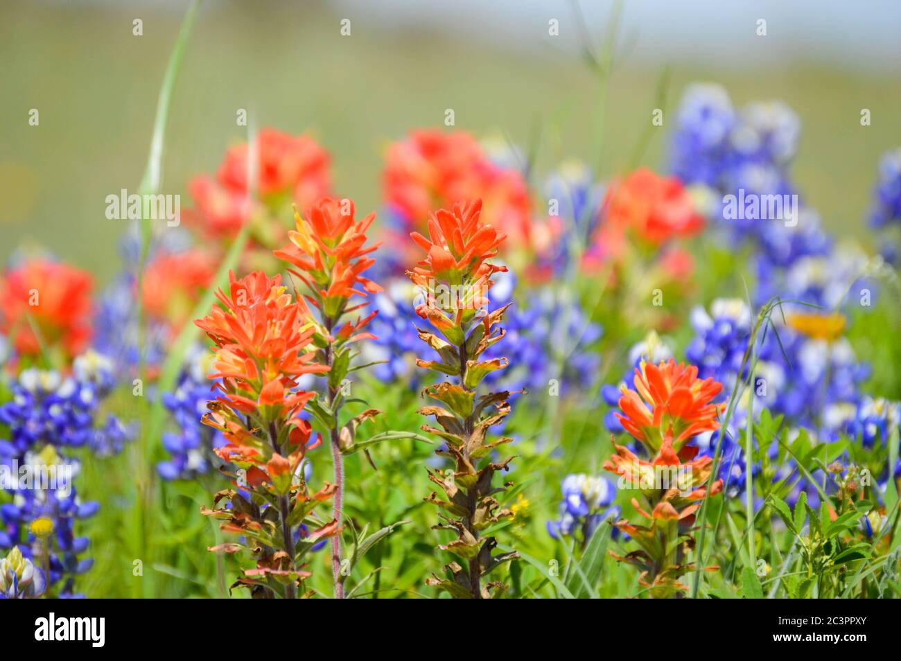 Texas wildflowers in bloom Stock Photo - Alamy