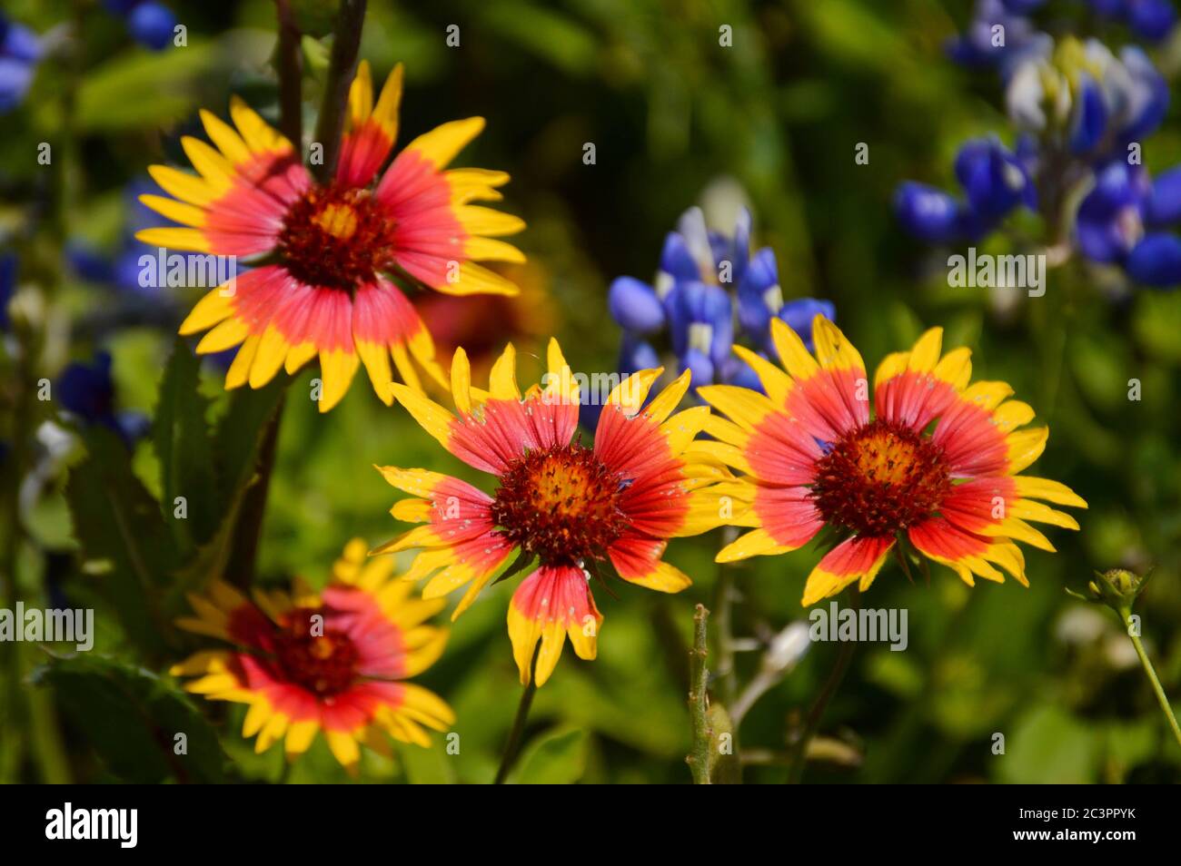 Fire wheel flower, (gaillardia pulchella) also known as Indian ...