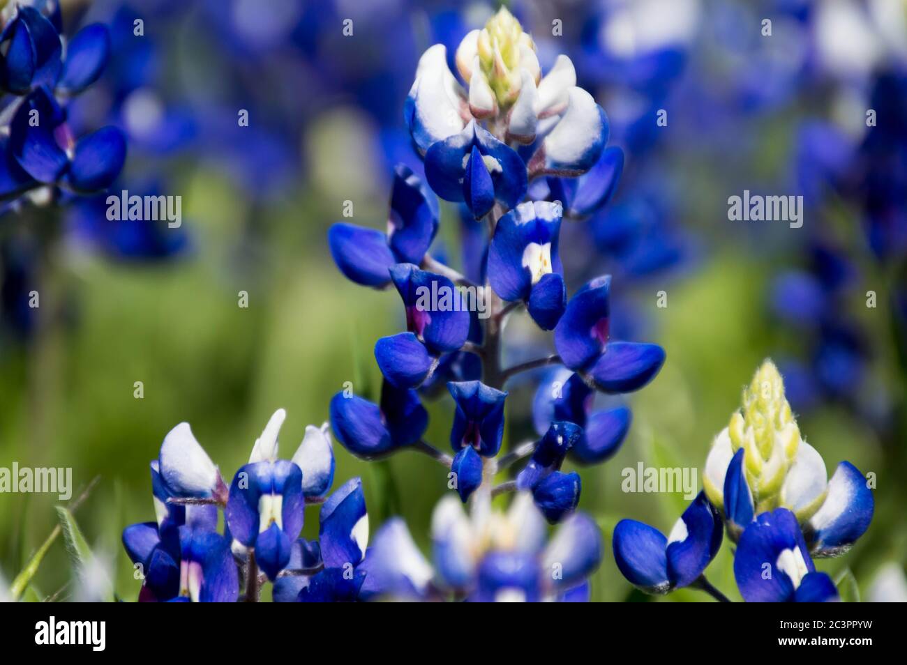 close up of a beautiful bluebonnet, the state flower of Texas Stock ...